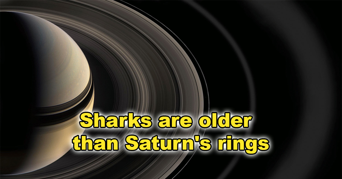 People share their single best trivia fact