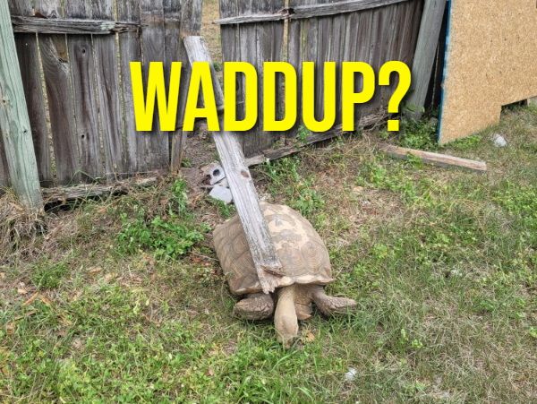 Your Weekly Dump of the Mildly Awesome