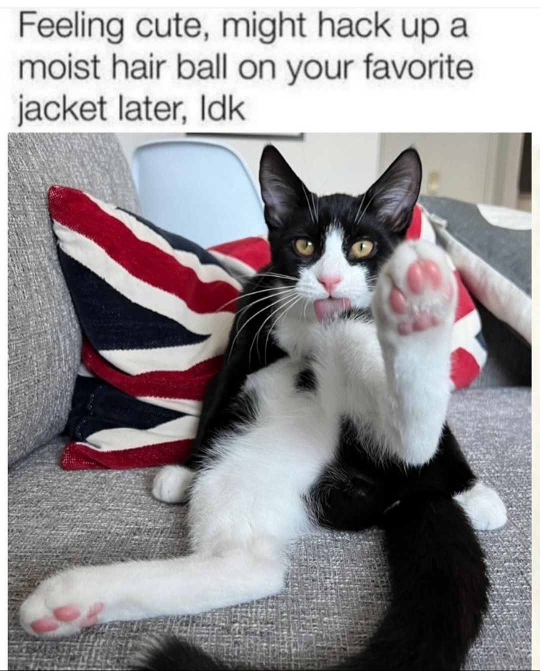 Saturday Is for the Cats