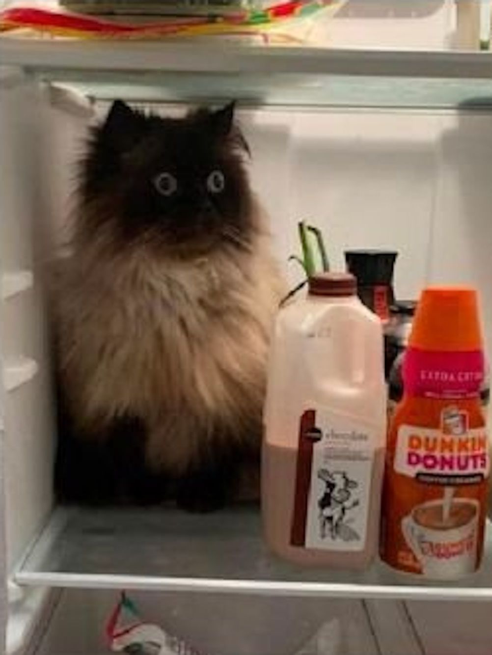 All in Favor of Cat Saturday Say Meow