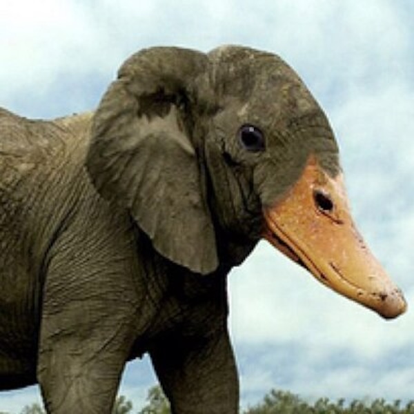 Cursed animal hybrids to fuel sweet, sweet nightmares
