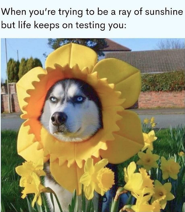 SPOT ON memes Funny Stupid Ideas Photo Captions of Dumb People Thought