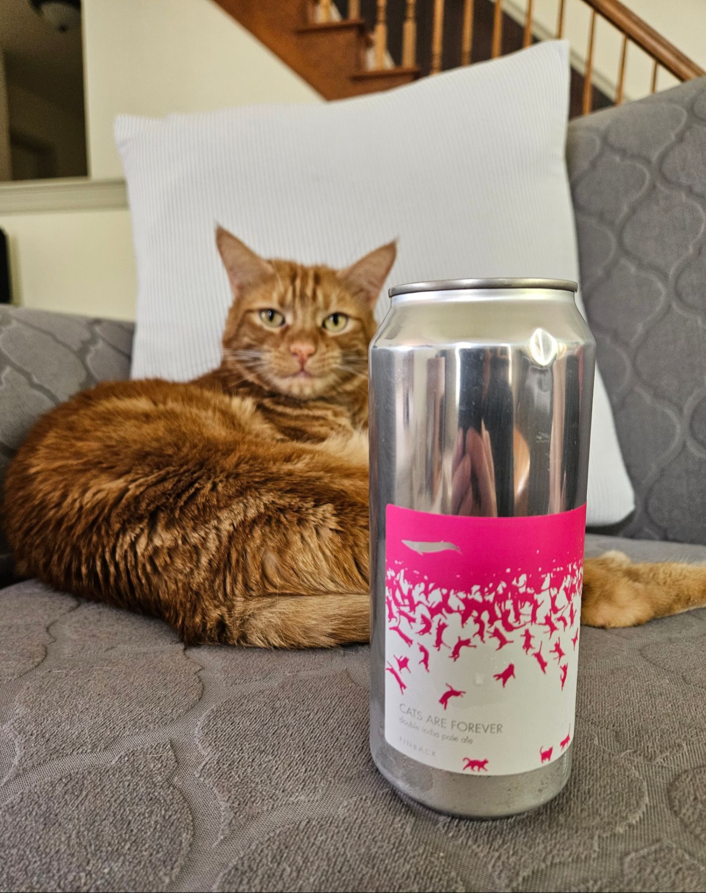 Saturday Is for the Cats