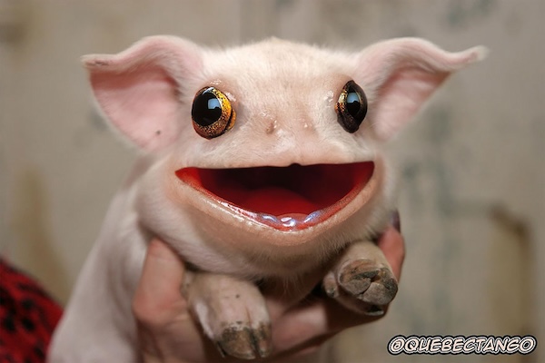 25 Animal Hybrids That Will Give You Nightmares After Seeing 8 I Can
