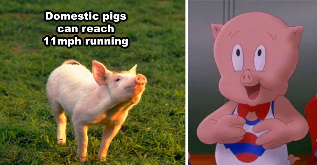 Fascinating pig facts before going hog wild at the BBQ