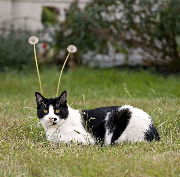 If the Cat Distribution System has yet to bless you allow these pics t