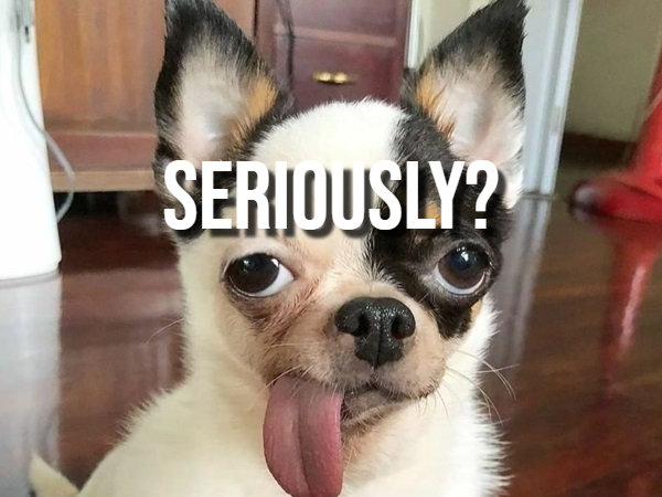 Sh!t I Didn’t Know about Dogs