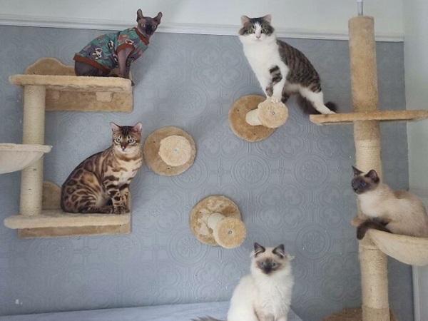 These Cat-Approved Homes Are Purrfect