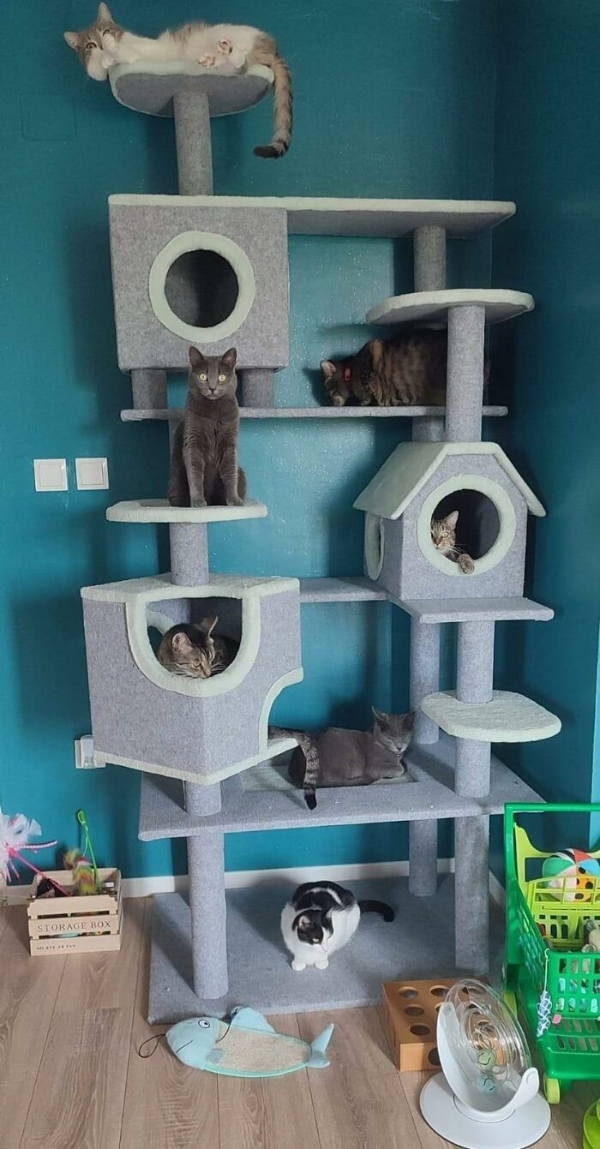 These Cat-Approved Homes Are Purrfect
