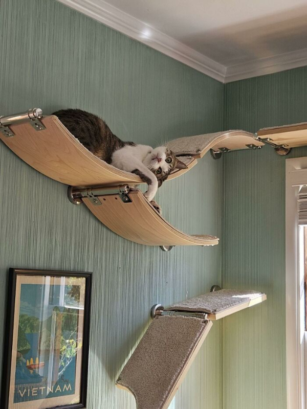These Cat-Approved Homes Are Purrfect