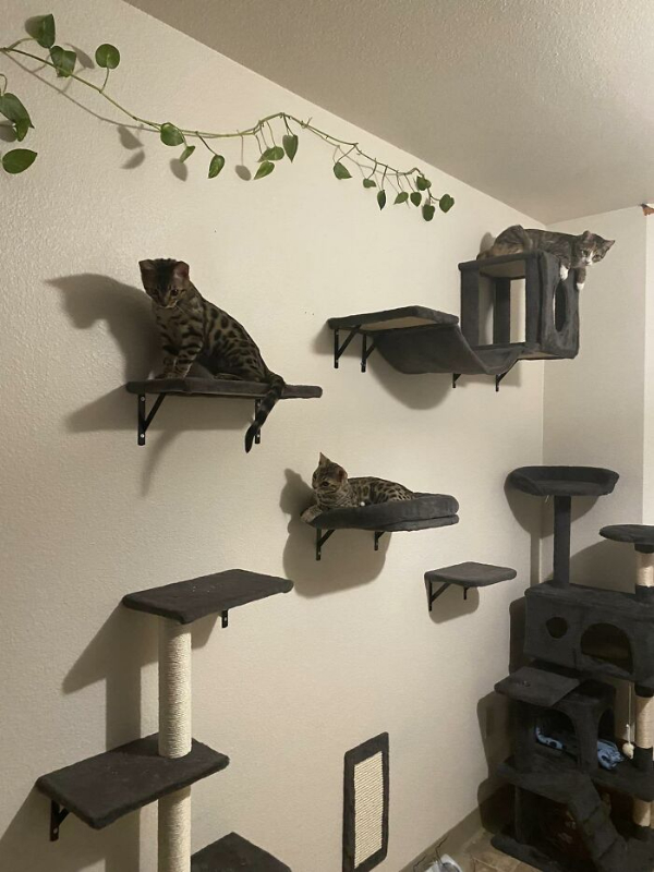 These Cat-Approved Homes Are Purrfect