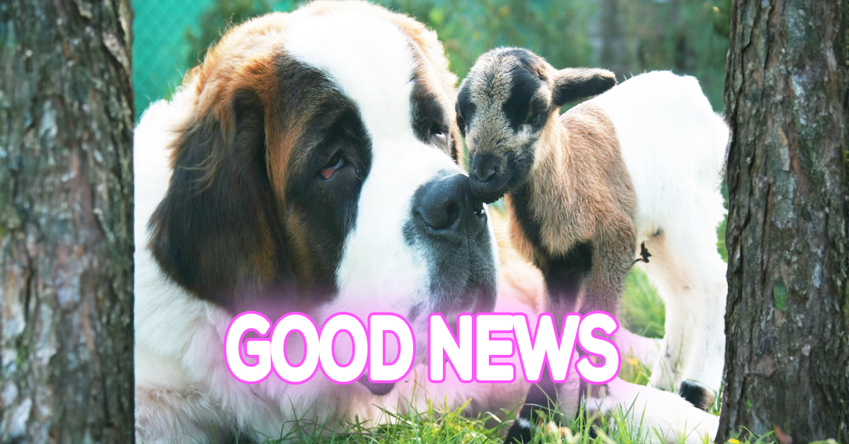Sh!tty day? How about some good news PLUS cute animals?