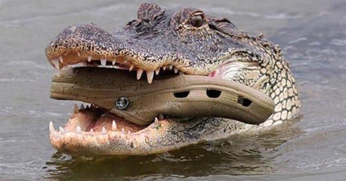 Daily Afternoon Randomness | Random Memes, Photos & Gifs - theCHIVE