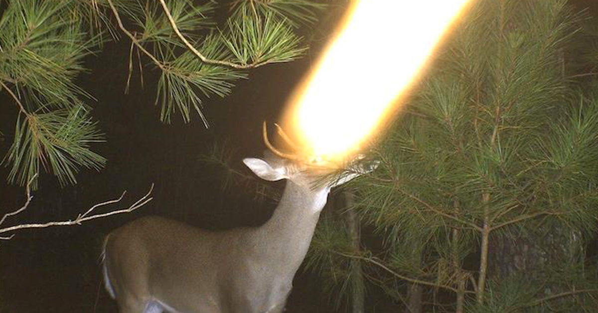 Daily Afternoon Randomness | Random Memes, Photos & Gifs - theCHIVE