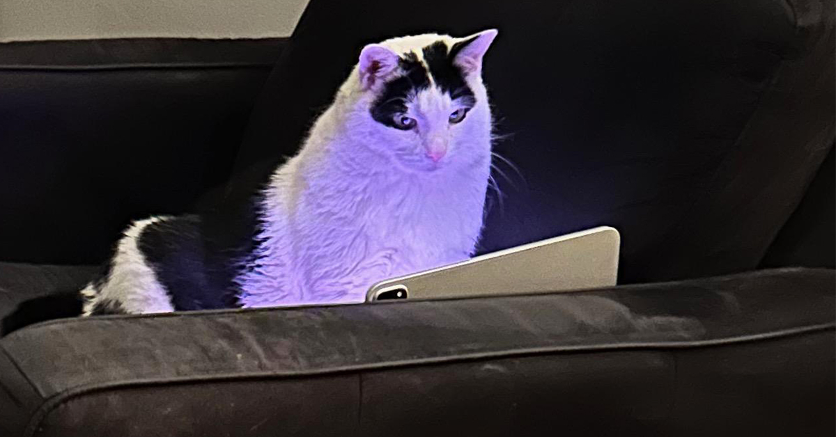 Daily Afternoon Randomness | Random Memes, Photos & Gifs - theCHIVE