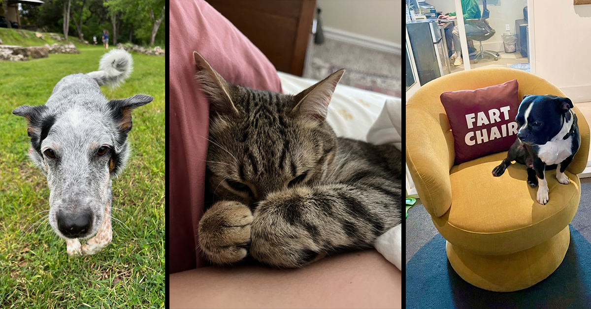 Celebrating the adorable pets of Chive employees (17 Photos)