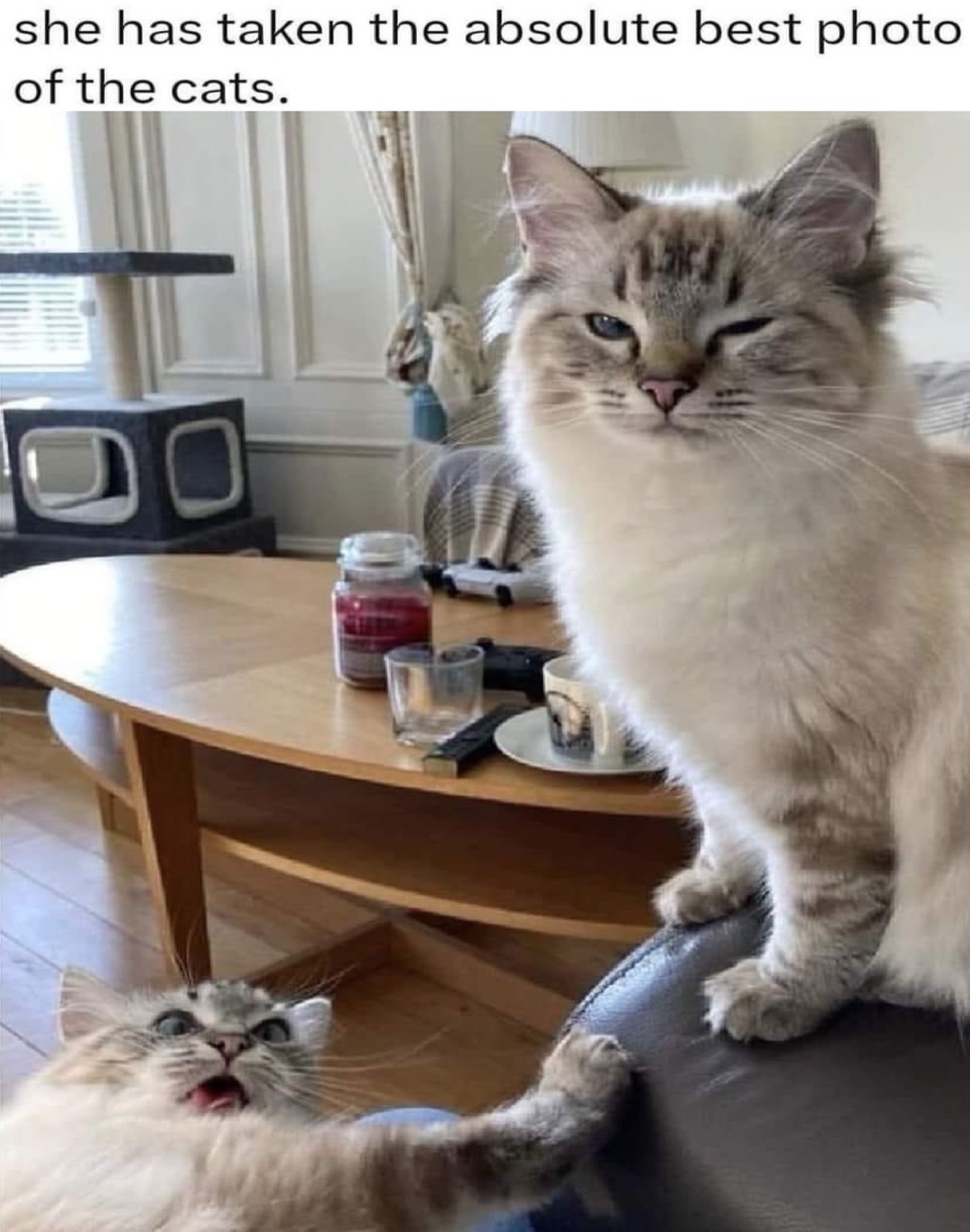 NAILed IT Memes of All the Mindless Dumb Logic Best Caption Pictures