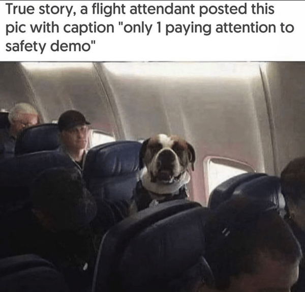 Memes for the dog parents out there