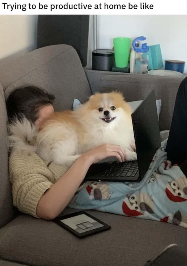GIFs of Mind-LESS morning Memes are Funny Stupid yet Too TRUE