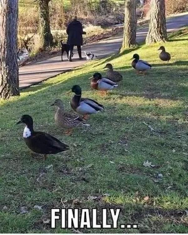 Mind-LESS Memes for Stupid Funny Logic Photo Caption 2024 New Picture