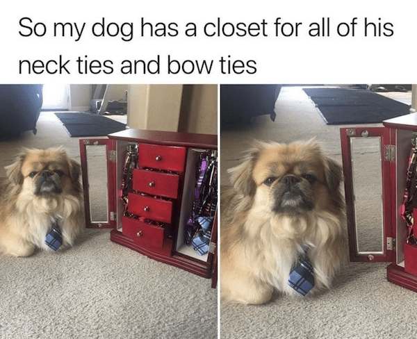 NAILed IT Memes of All the Mindless Dumb Logic Best Caption Pictures