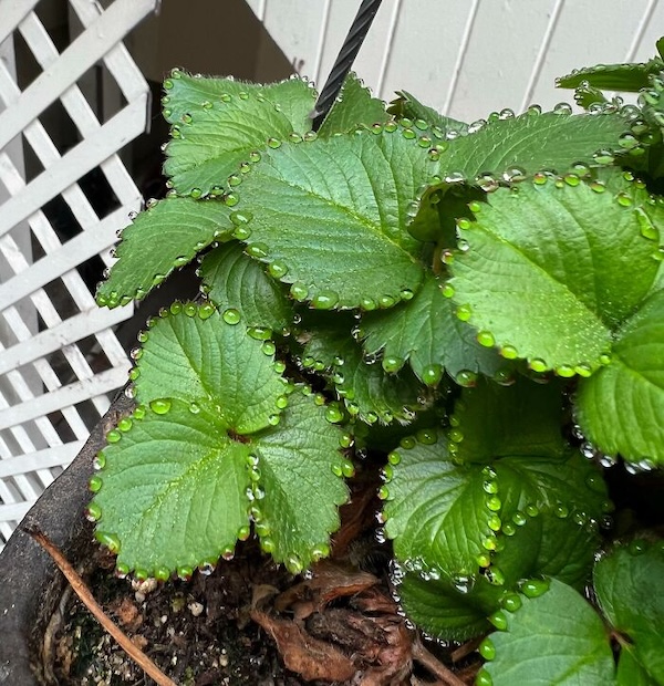 We couldn't help but notice these strange and interesting plants