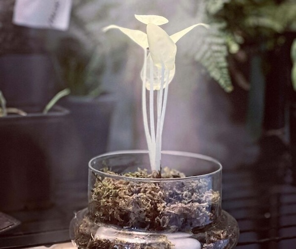 We couldn't help but notice these strange and interesting plants