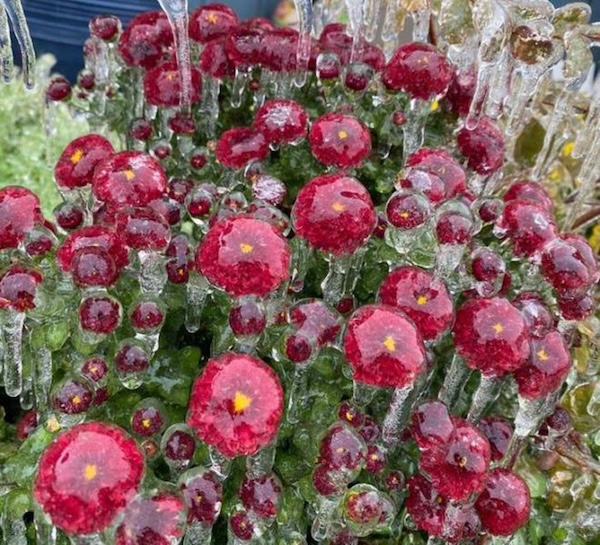 We couldn't help but notice these strange and interesting plants
