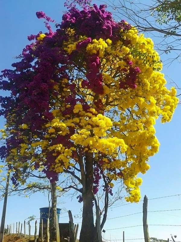 We couldn't help but notice these strange and interesting plants