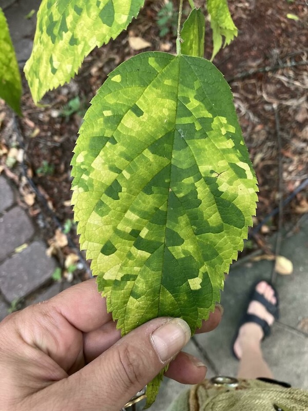 We couldn't help but notice these strange and interesting plants