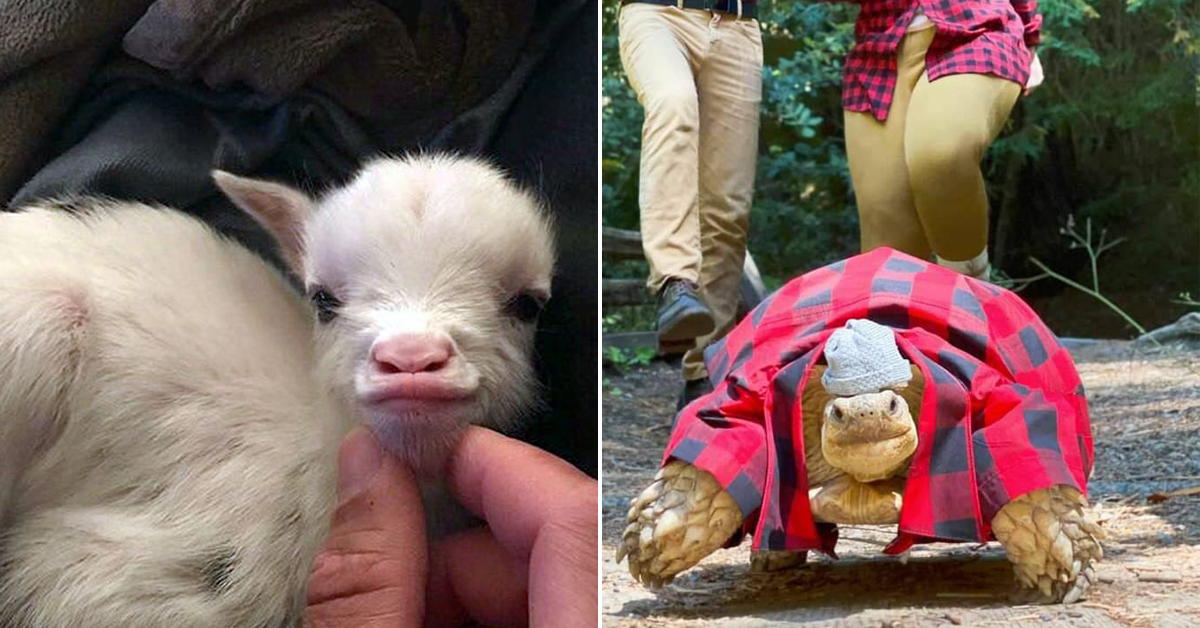 Animals, wild and domesticated, bringing the wildest natural laughs