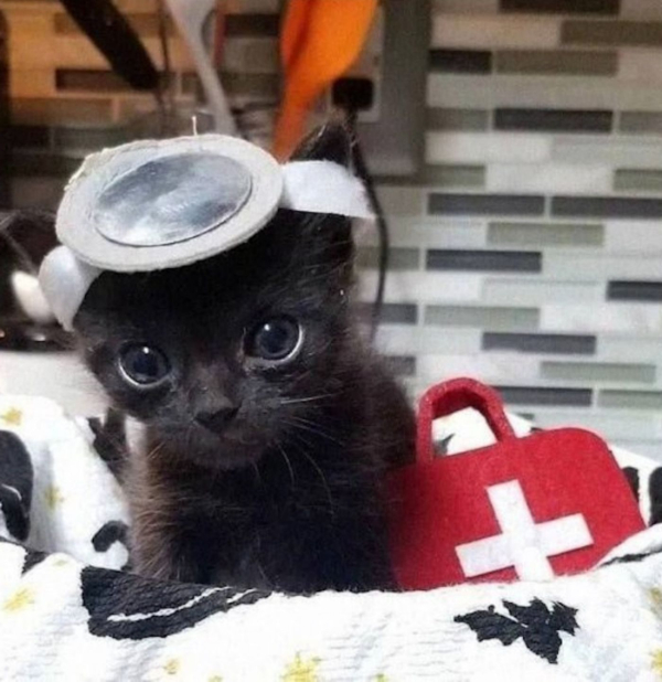 The Cats Are Here. I Repeat: The Cats Are Here