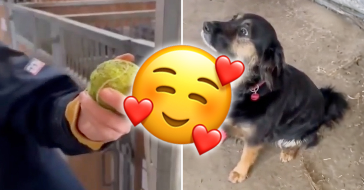 Concerned dogs are my new hilariously adorable obsession