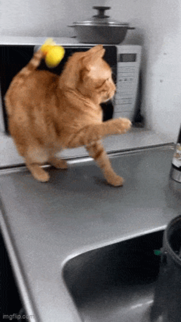 Cat Saturday Brings Pawsitive Vibes