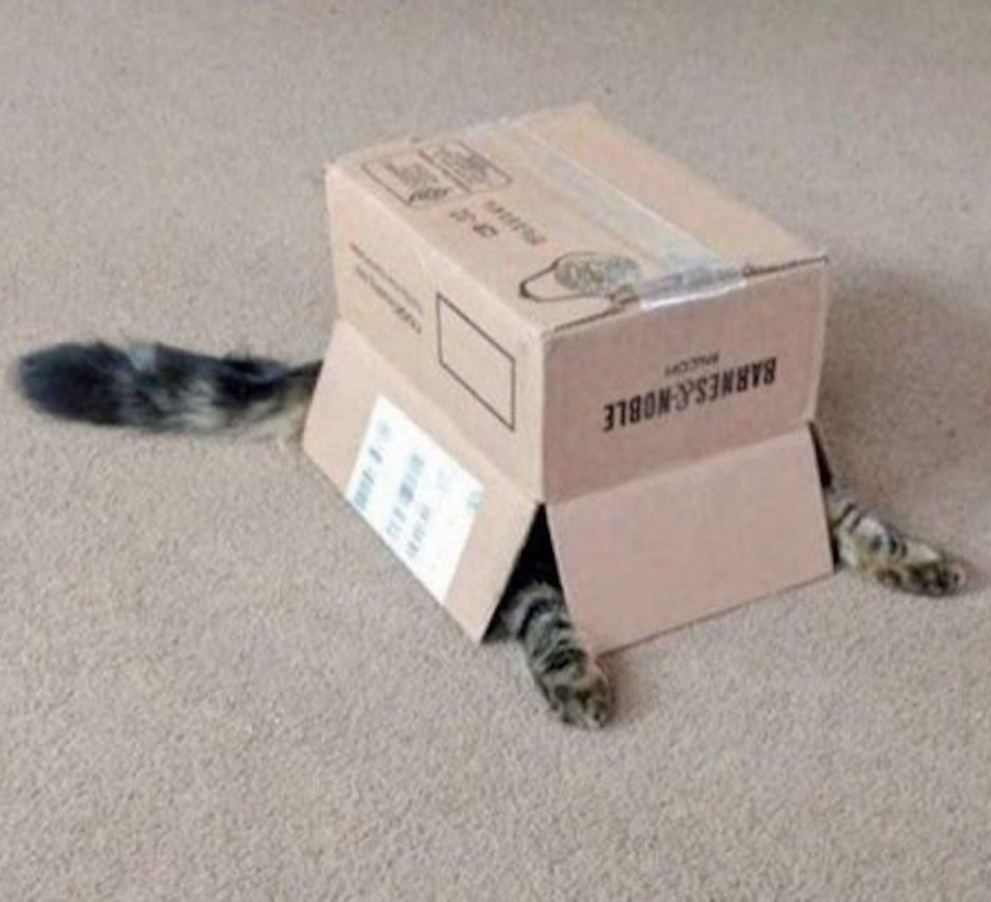 Meow-Ments of Joy Thanks to Cat Saturday