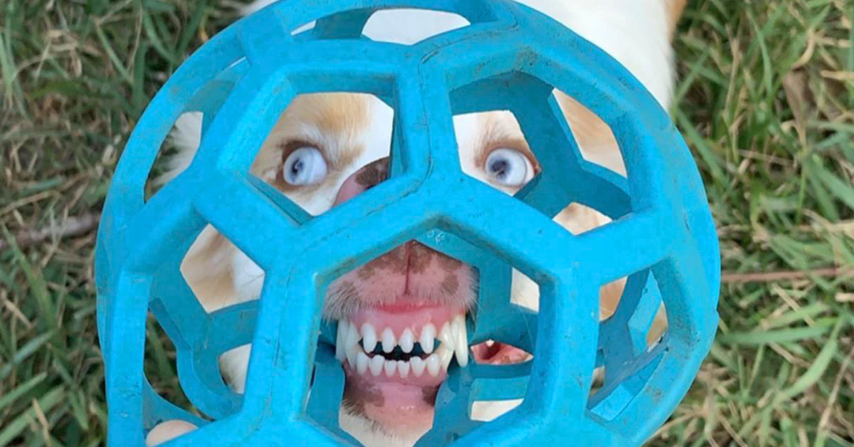 Daily Afternoon Randomness | Random Memes, Photos & Gifs - theCHIVE