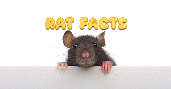 Humanity Photos, Memes & Videos - theCHIVE