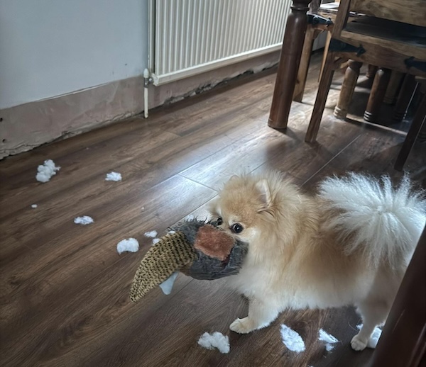 Guilty dogs that we could never stay mad at (20 Photos)