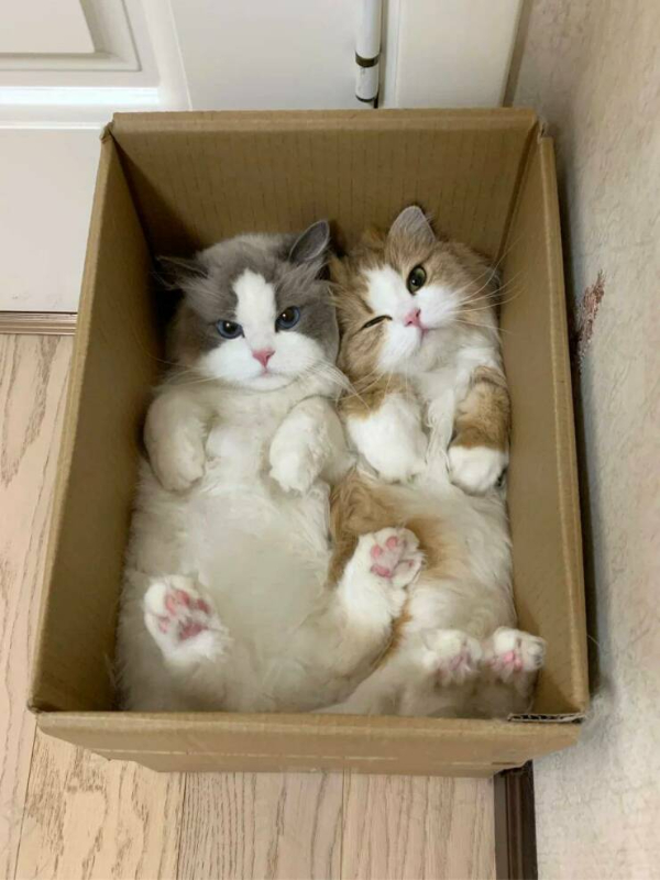 Cat Saturday: Paws Are Cause for Applause