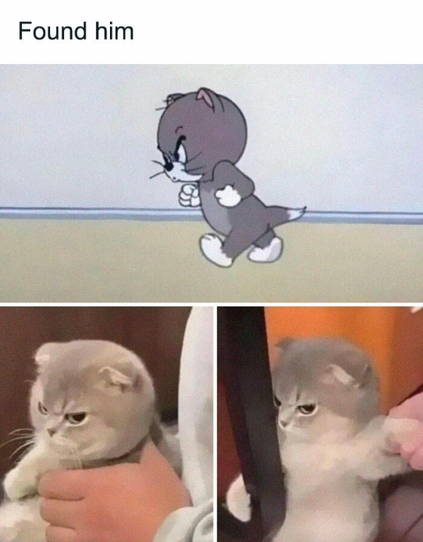 Sometimes a Few Silly Memes Can Reset Your Whole Day!