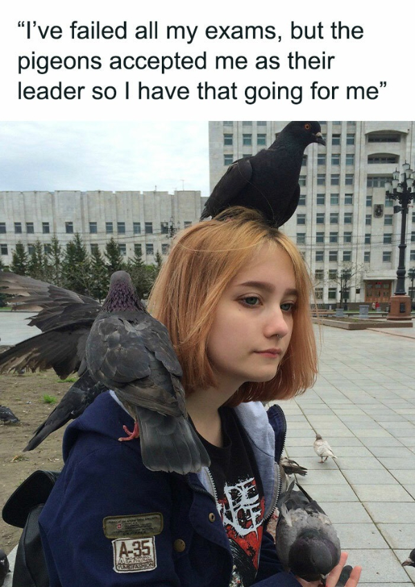 Sometimes a Few Silly Memes Can Reset Your Whole Day!