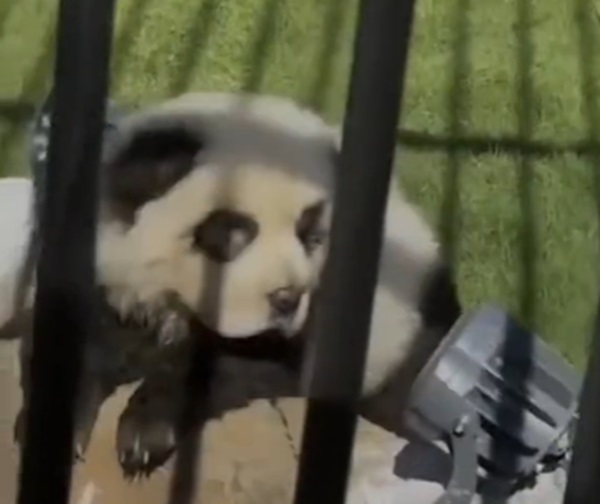 Zoo in China Admits Their Pandas Are Just Painted Dogs