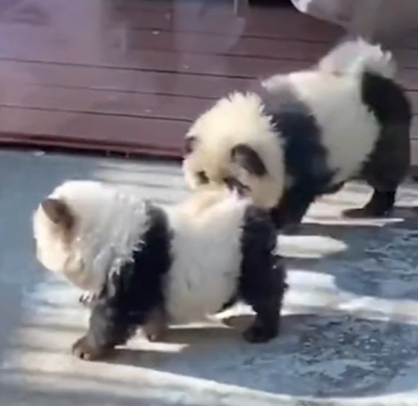 Zoo in China Admits Their Pandas Are Just Painted Dogs