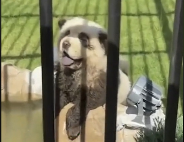 Zoo in China Admits Their Pandas Are Just Painted Dogs