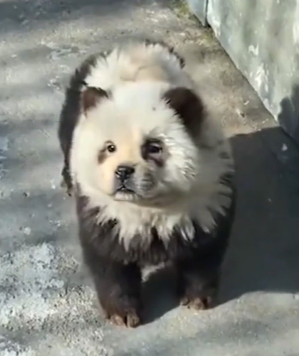 Zoo in China Admits Their Pandas Are Just Painted Dogs