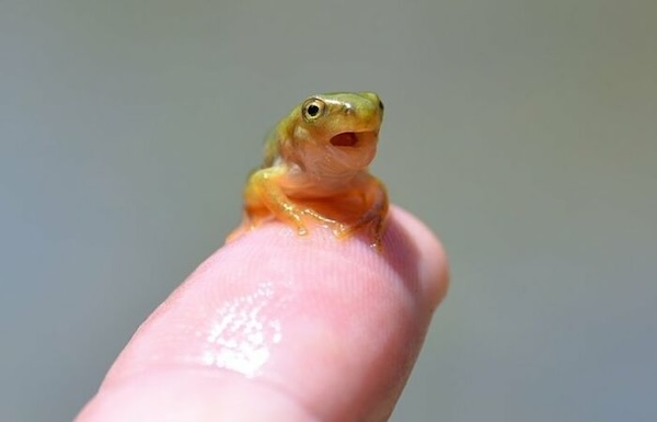These slimy lil guys make the world go round! Frogs, that is.