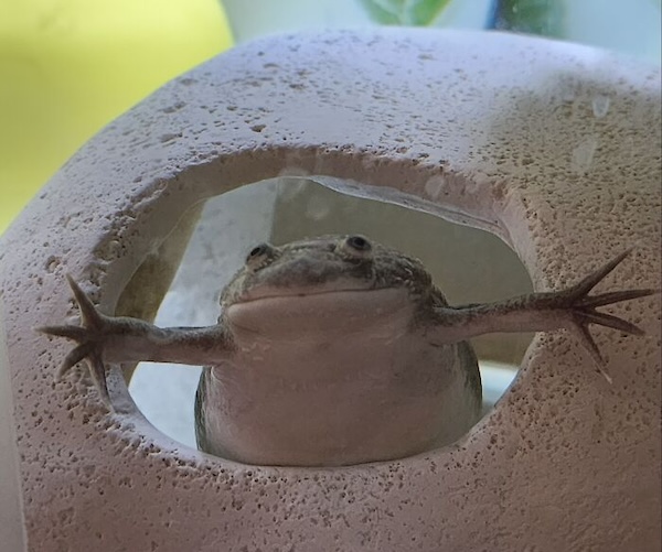 These slimy lil guys make the world go round! Frogs, that is.