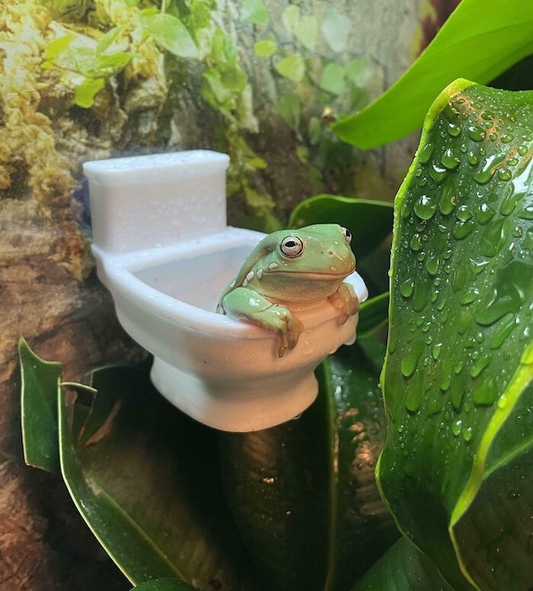 These slimy lil guys make the world go round! Frogs, that is.