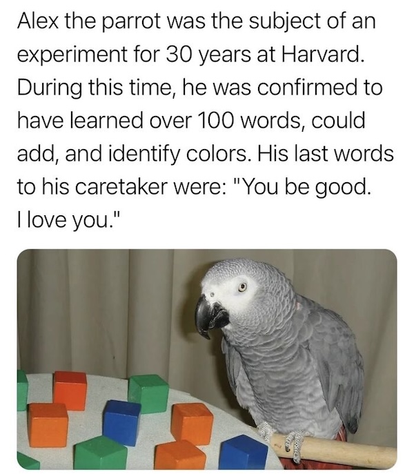 Animal memes that also accurately describe the human experience