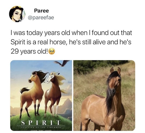 Animal memes that also accurately describe the human experience